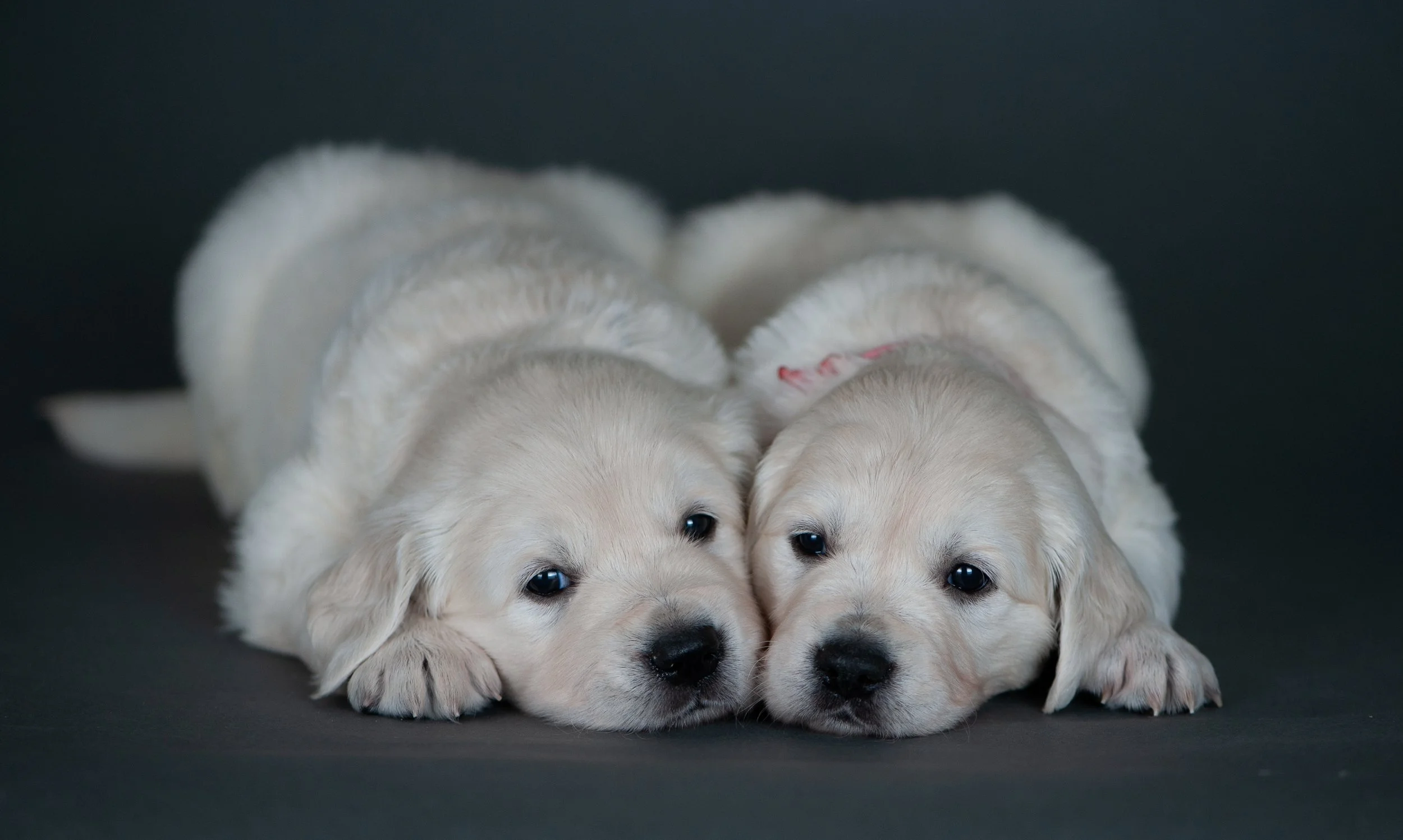 Puppies — Gildea Goldens