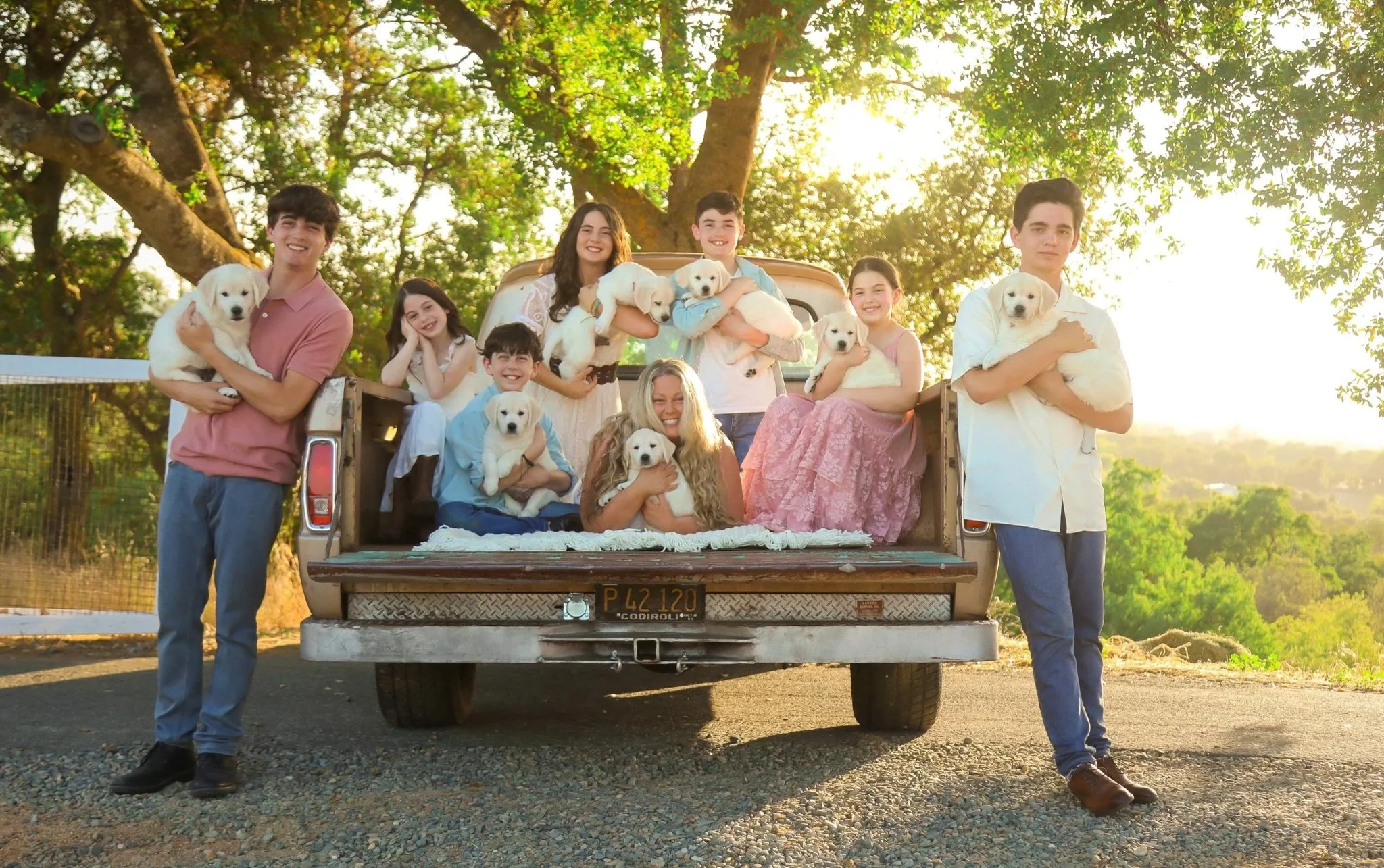 Puppies — Gildea Goldens