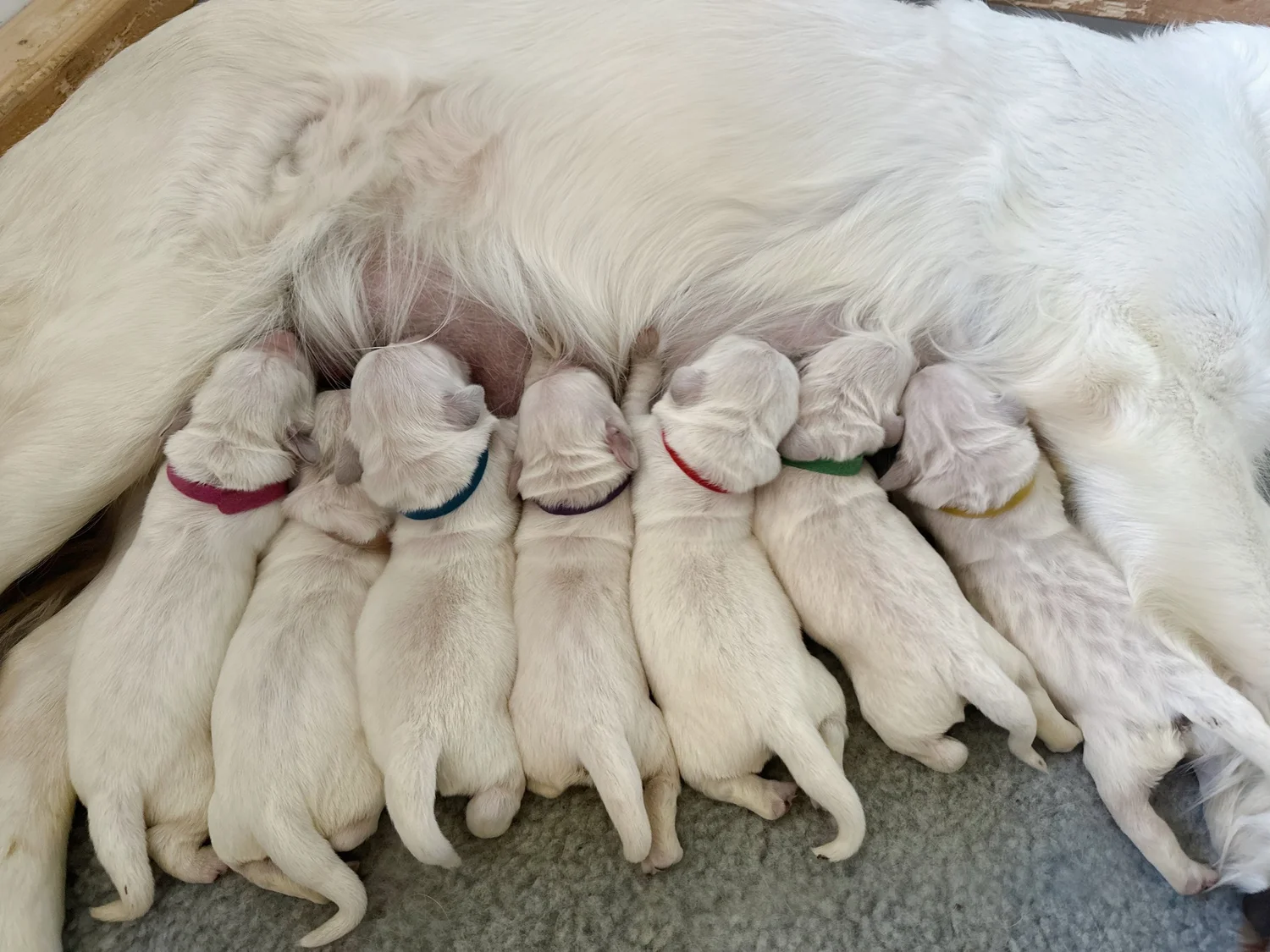 Puppies — Gildea Goldens