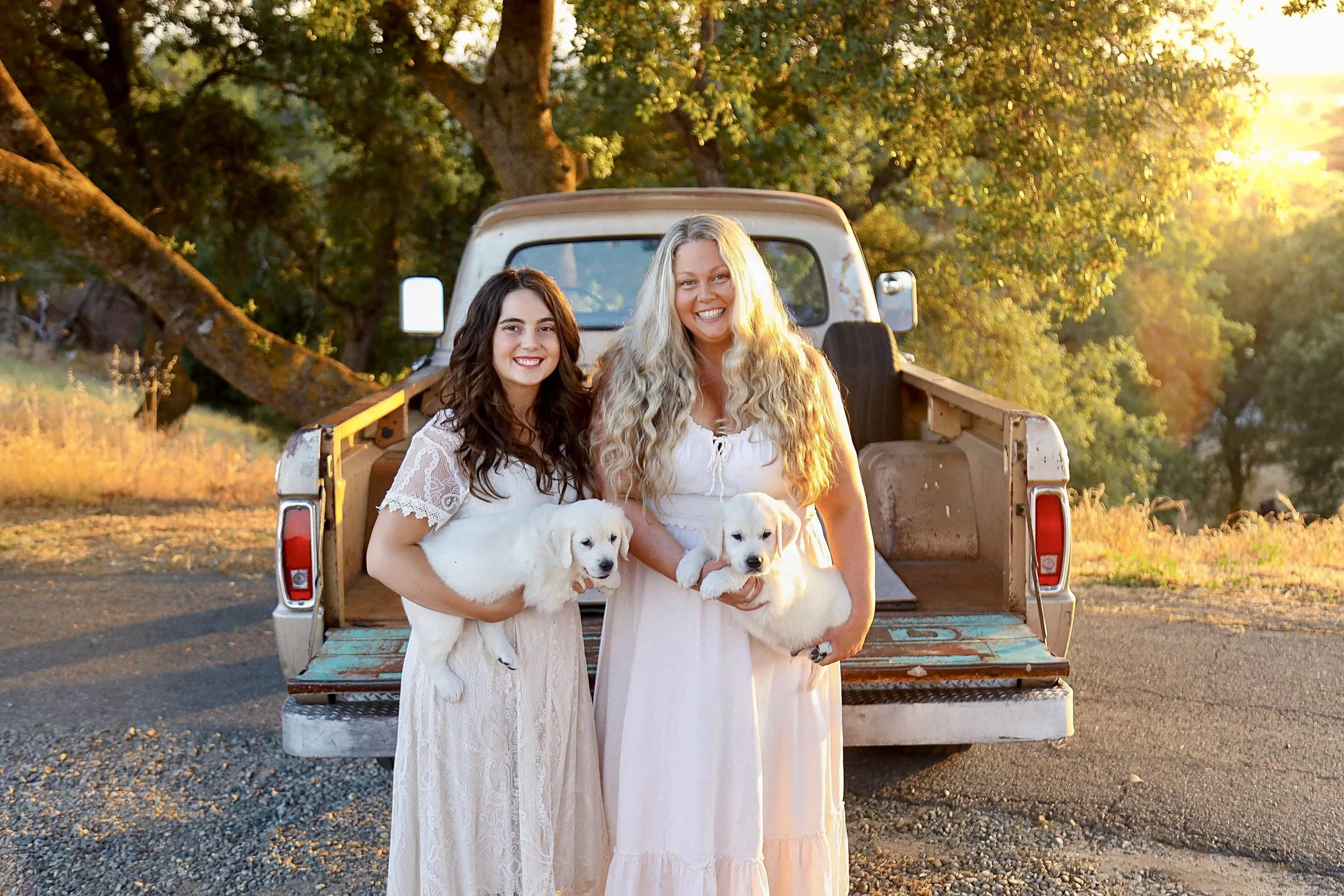 Puppies — Gildea Goldens