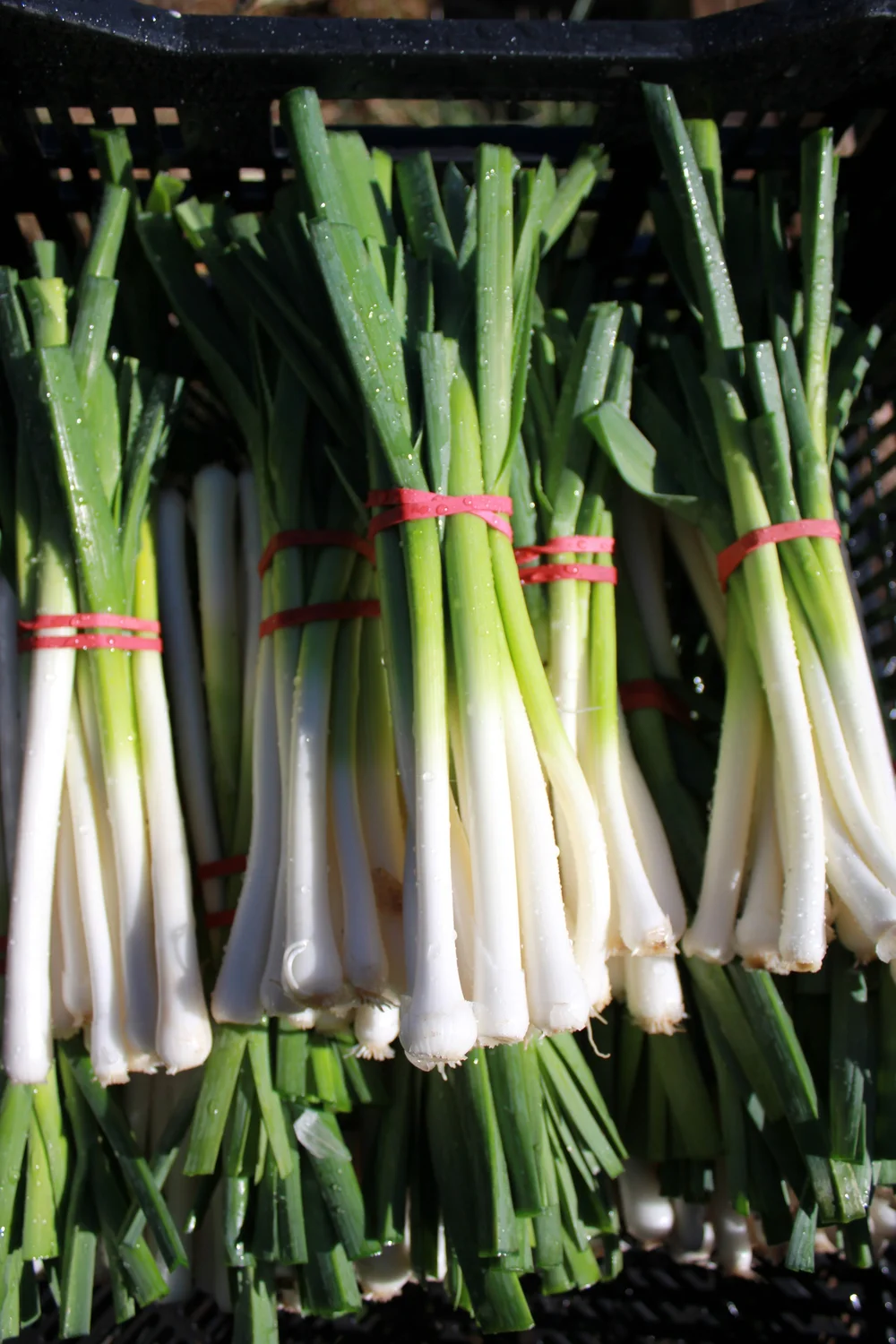 Bounce Rubber Bands - Sizing Chart — Bounce Rubber Bands