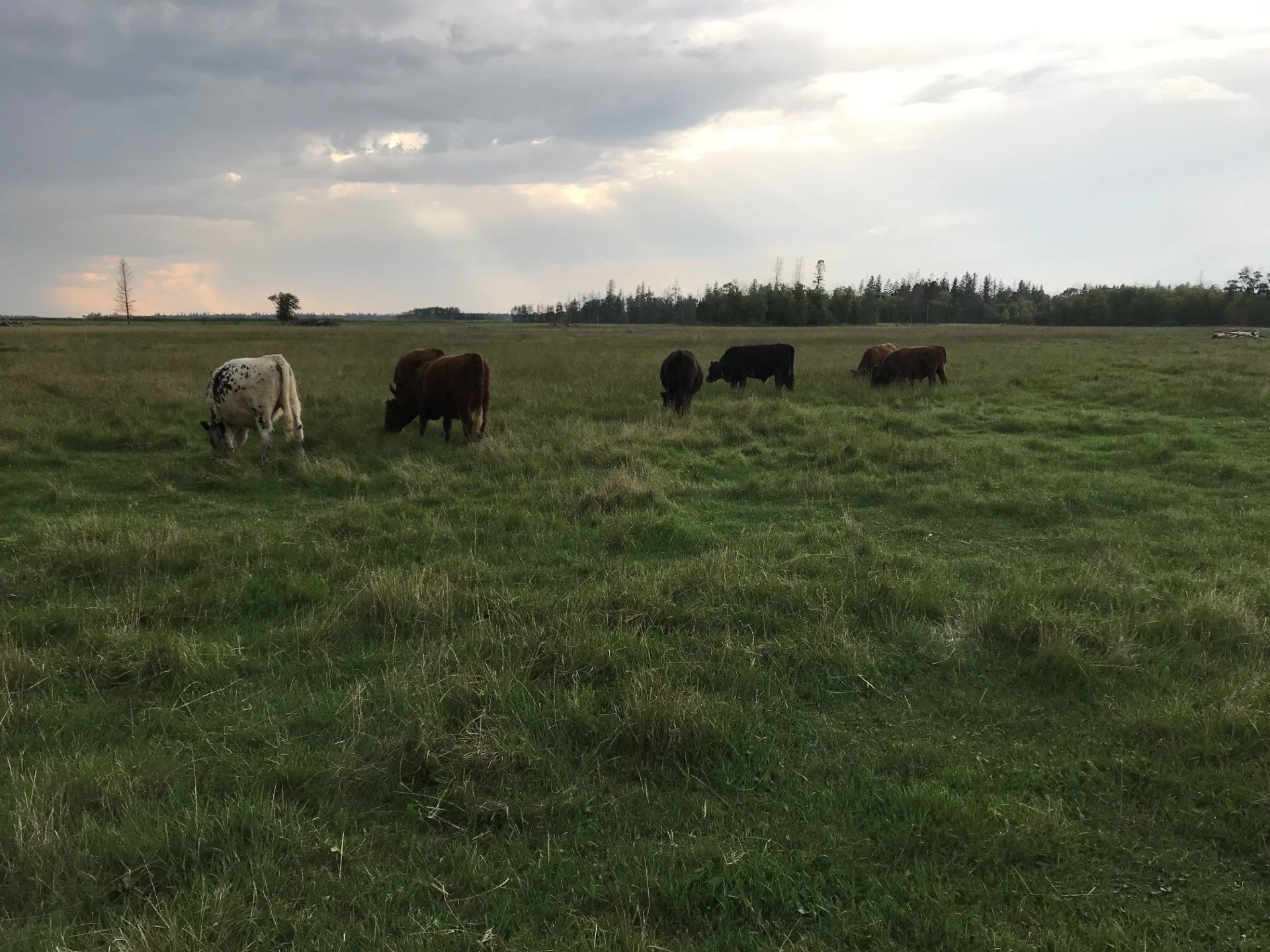 Prairie Grass-Fed Meats
