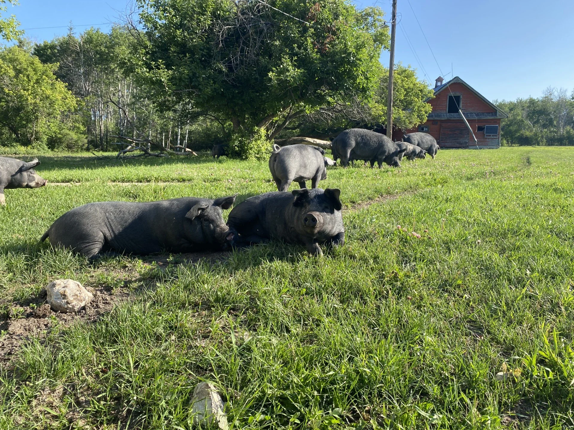 Prairie Grass-Fed Meats