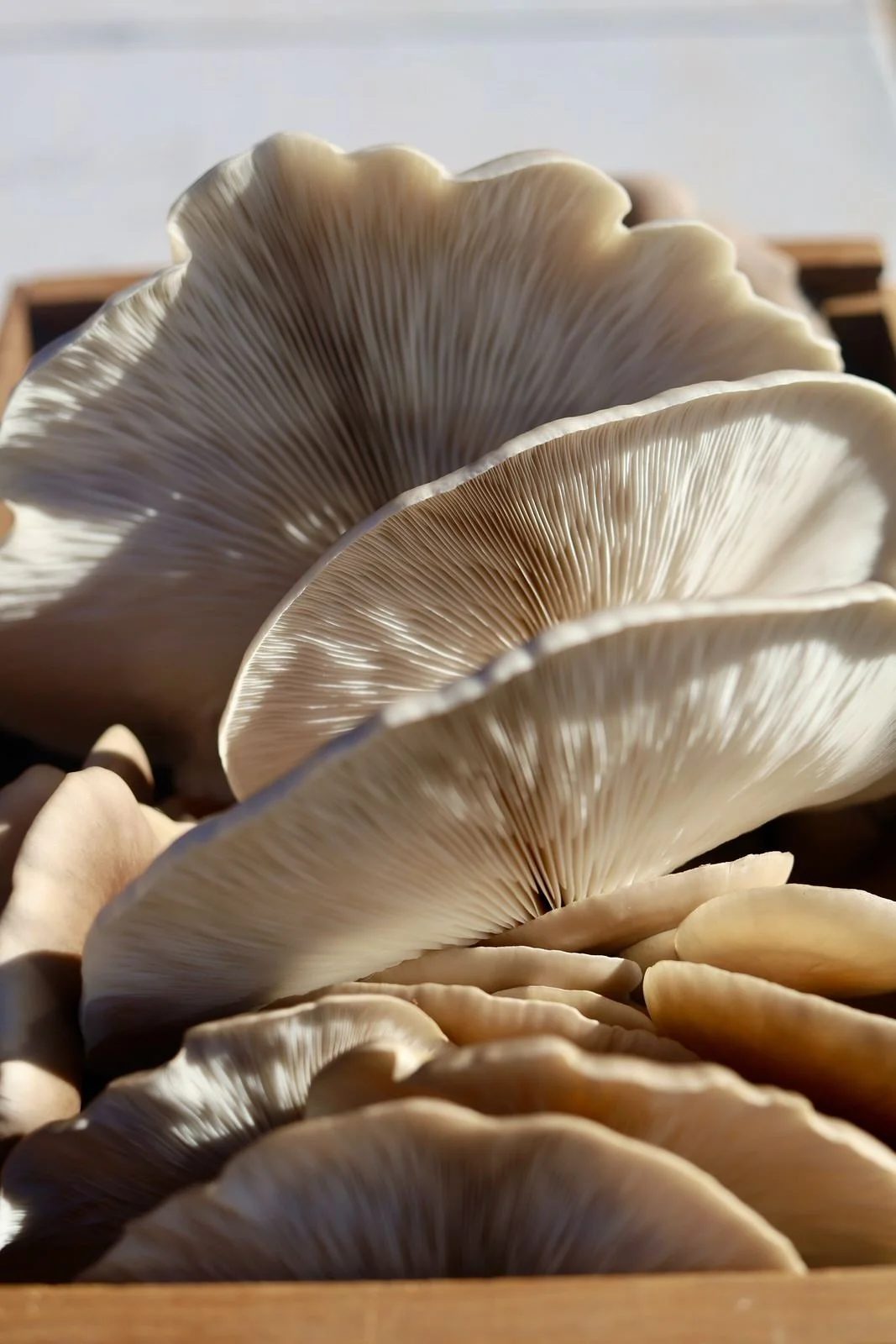 Holistic & Functional Medical Clinic - Mosman Integrative Medicine | Sydney