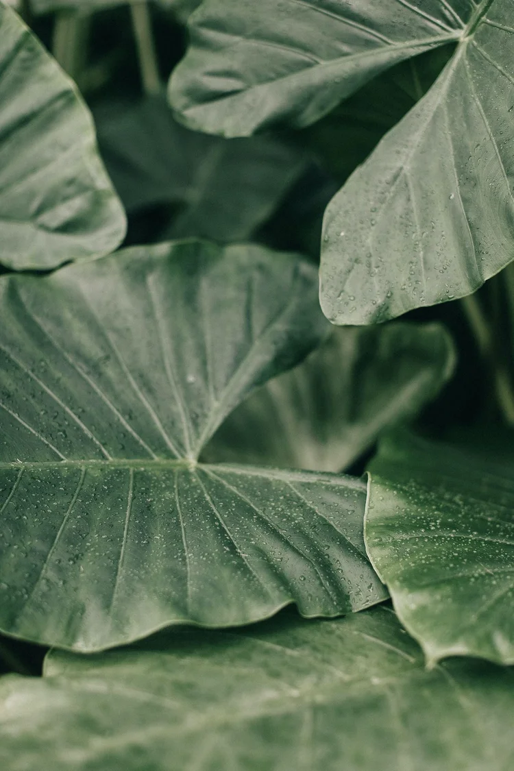 Lifestyle Medicine — Holistic Clinic | Mosman Integrative Medicine