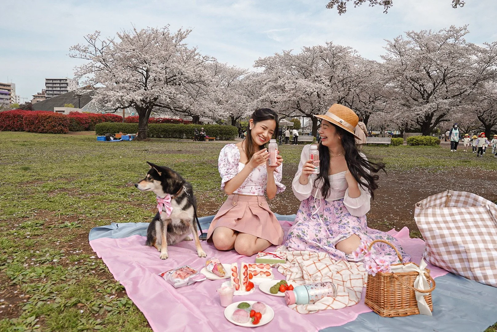 Everything you need to know to host a sakura picnic in Tokyo! — Pretty ...