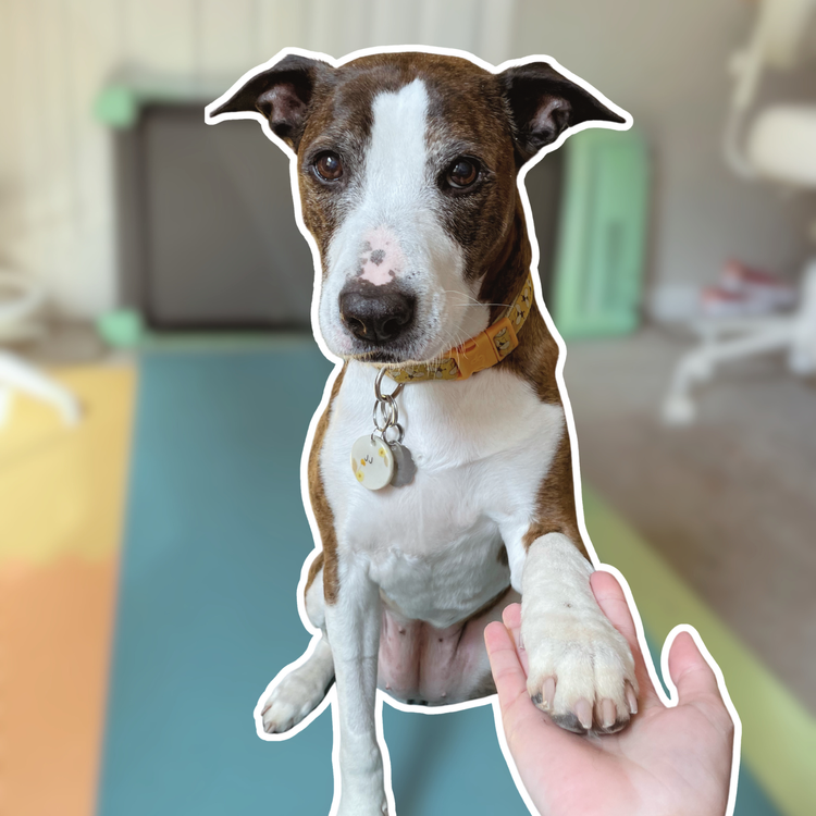 The Mutt Talk Dog Training Blog — Confident Mutts