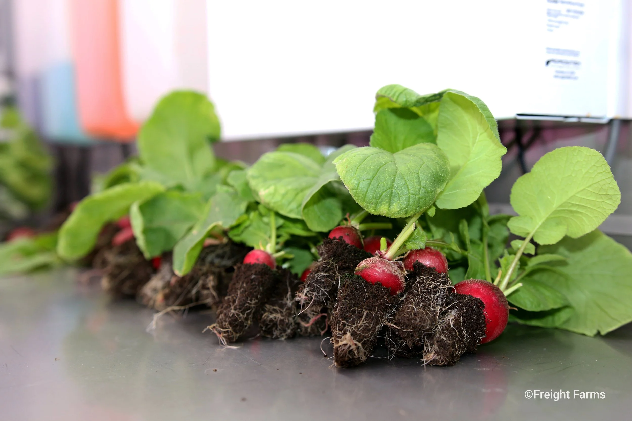 About — Cherry Street Farm