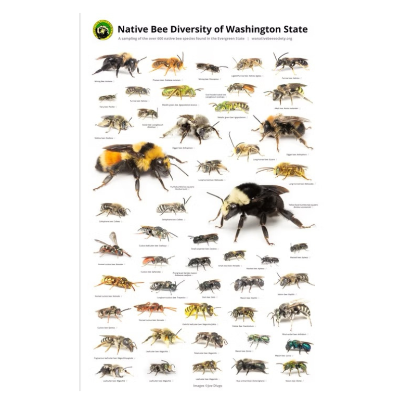 Store — Vancouver Bee Project