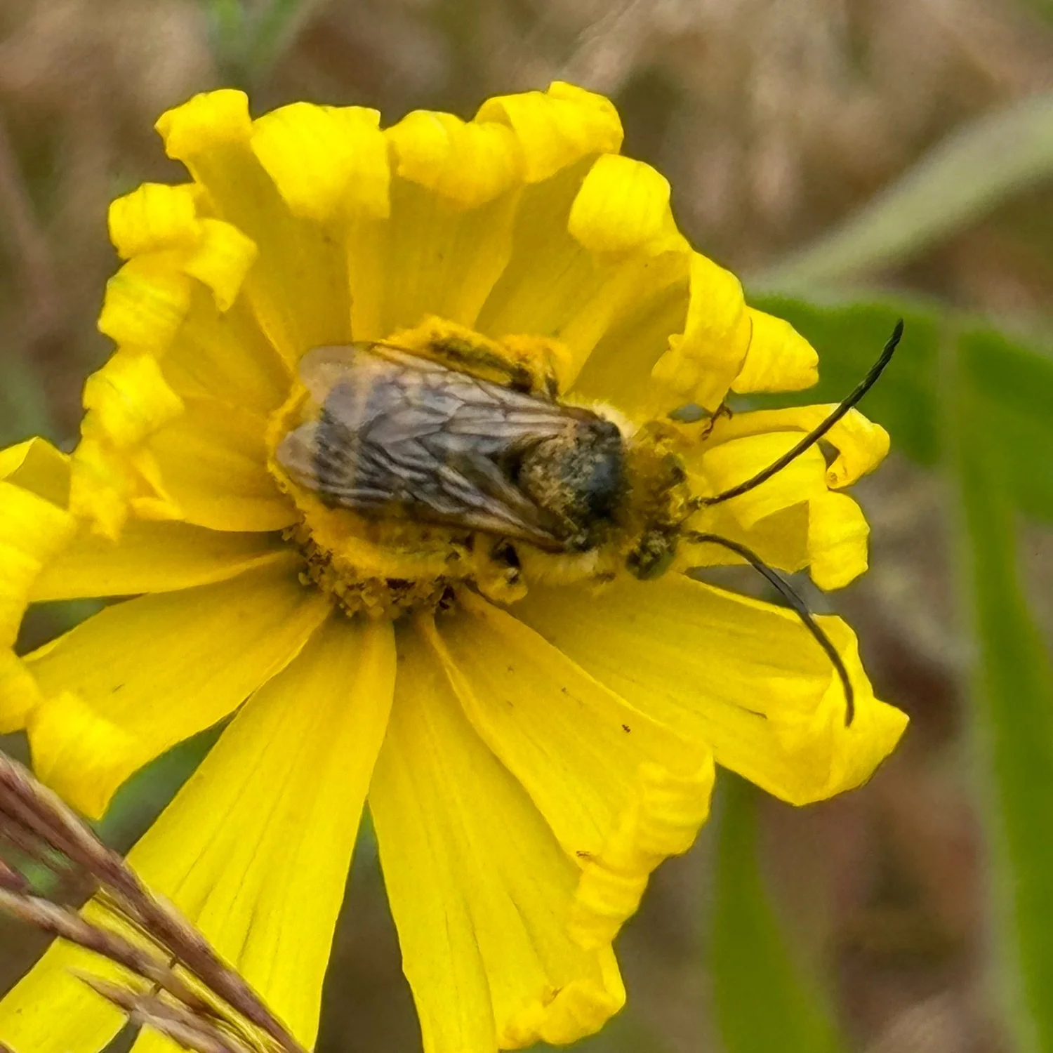 Vancouver Bee Project