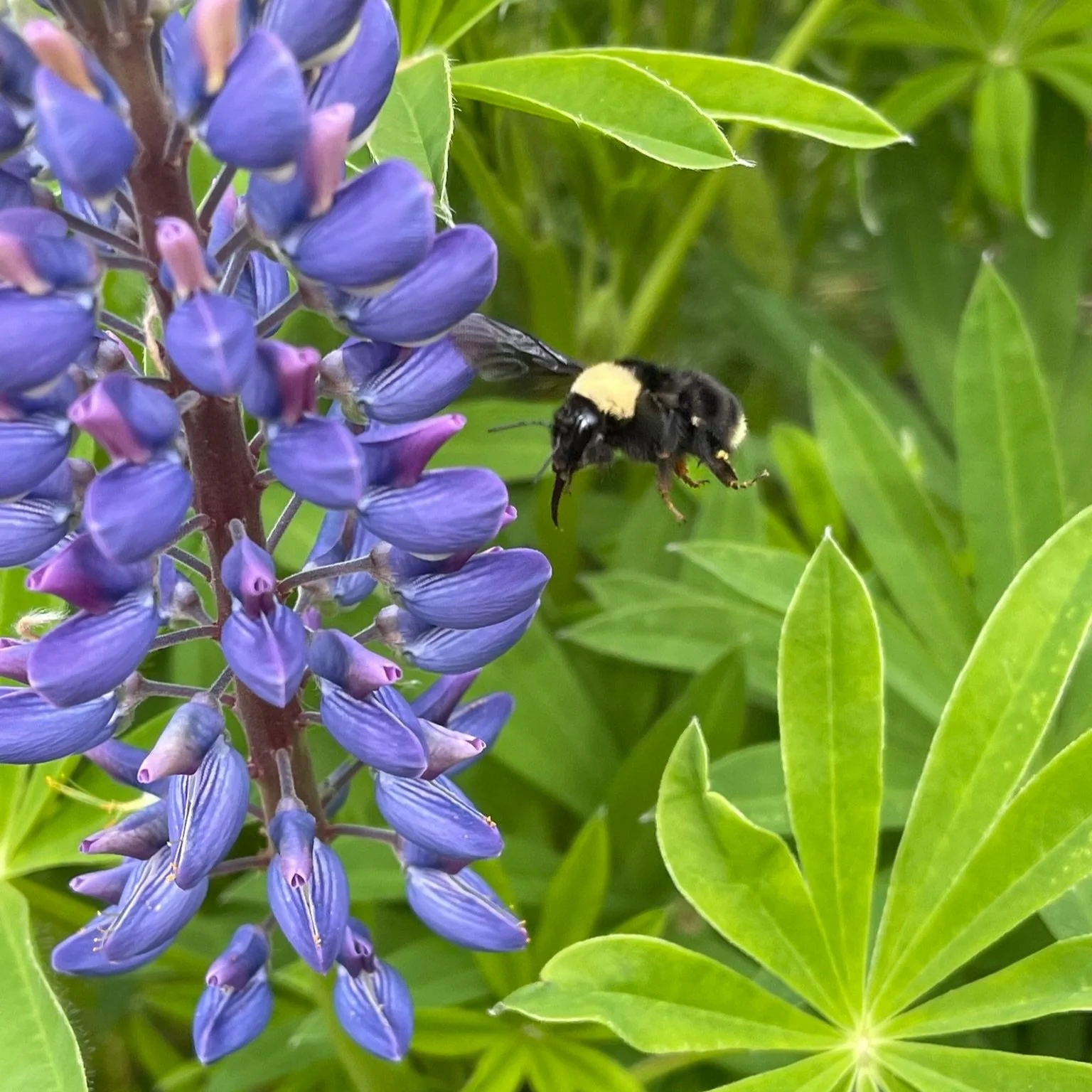 The Pacific Northwest Bumble Bee Atlas: An Accessible Citizen Science ...