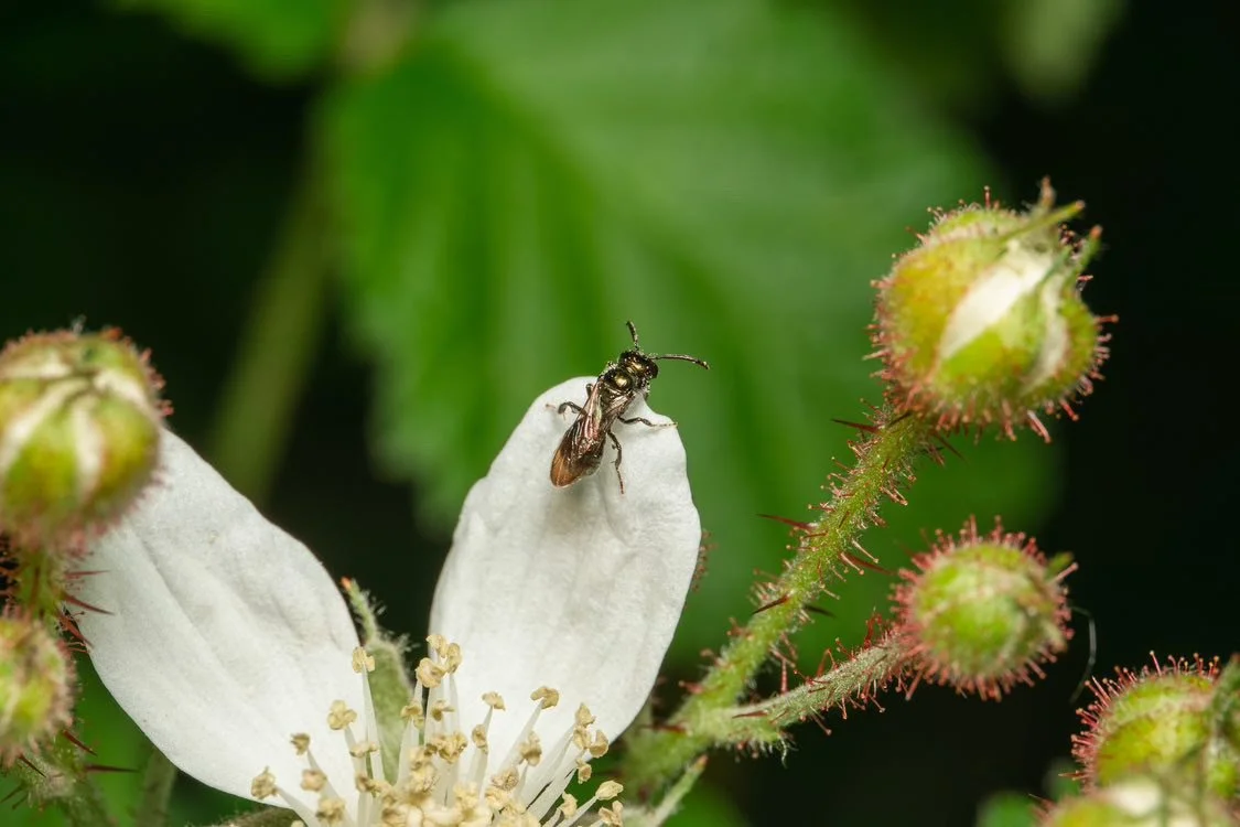 Bee City USA - Vancouver WA | Support the Mission — Vancouver Bee Project