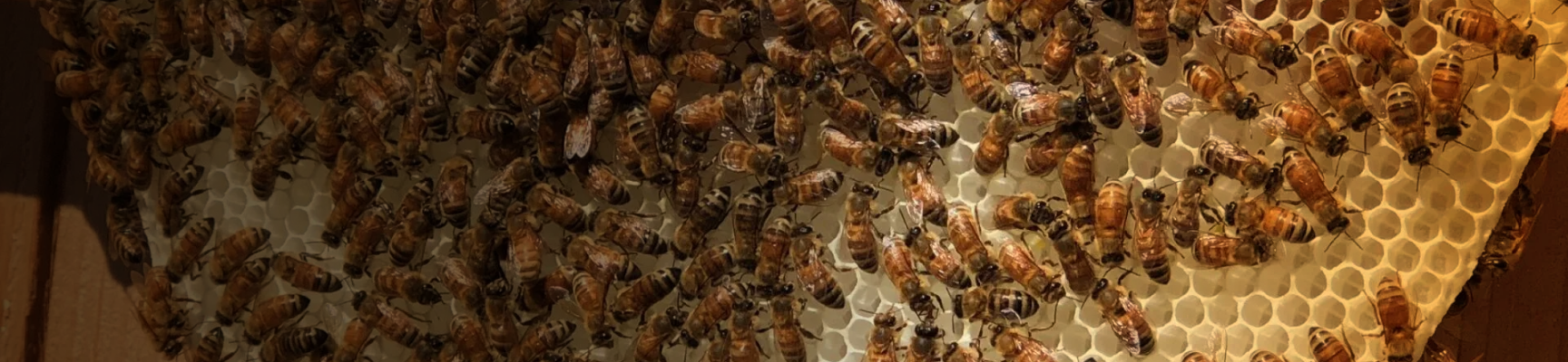 POLLINATOR HABITAT — Vancouver Bee Project