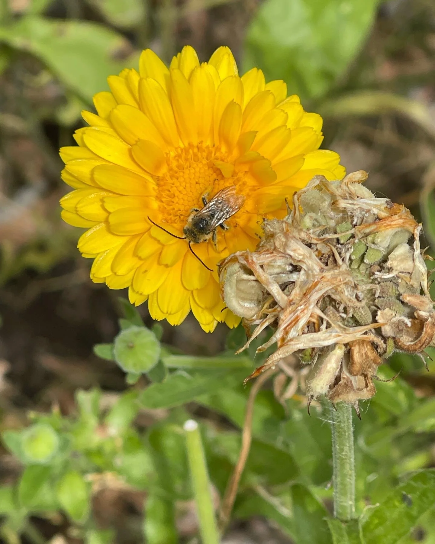 Bee City USA - Vancouver WA | Support the Mission — Vancouver Bee Project