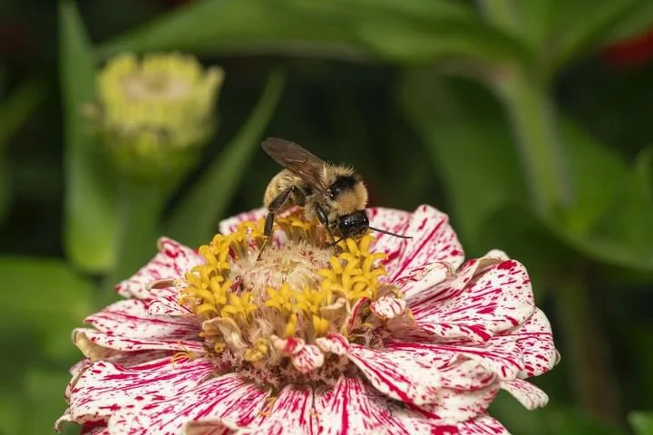Bee City USA - Vancouver WA | Support the Mission — Vancouver Bee Project