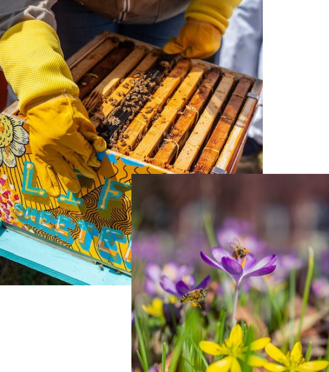 Vancouver Bee Project
