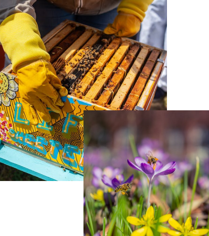 Vancouver Bee Project