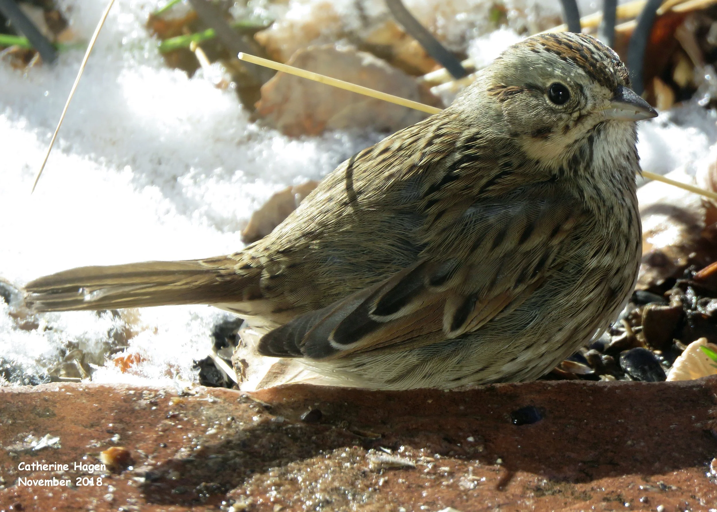 Birding Tips & Tools — The Roaring Fork Audubon