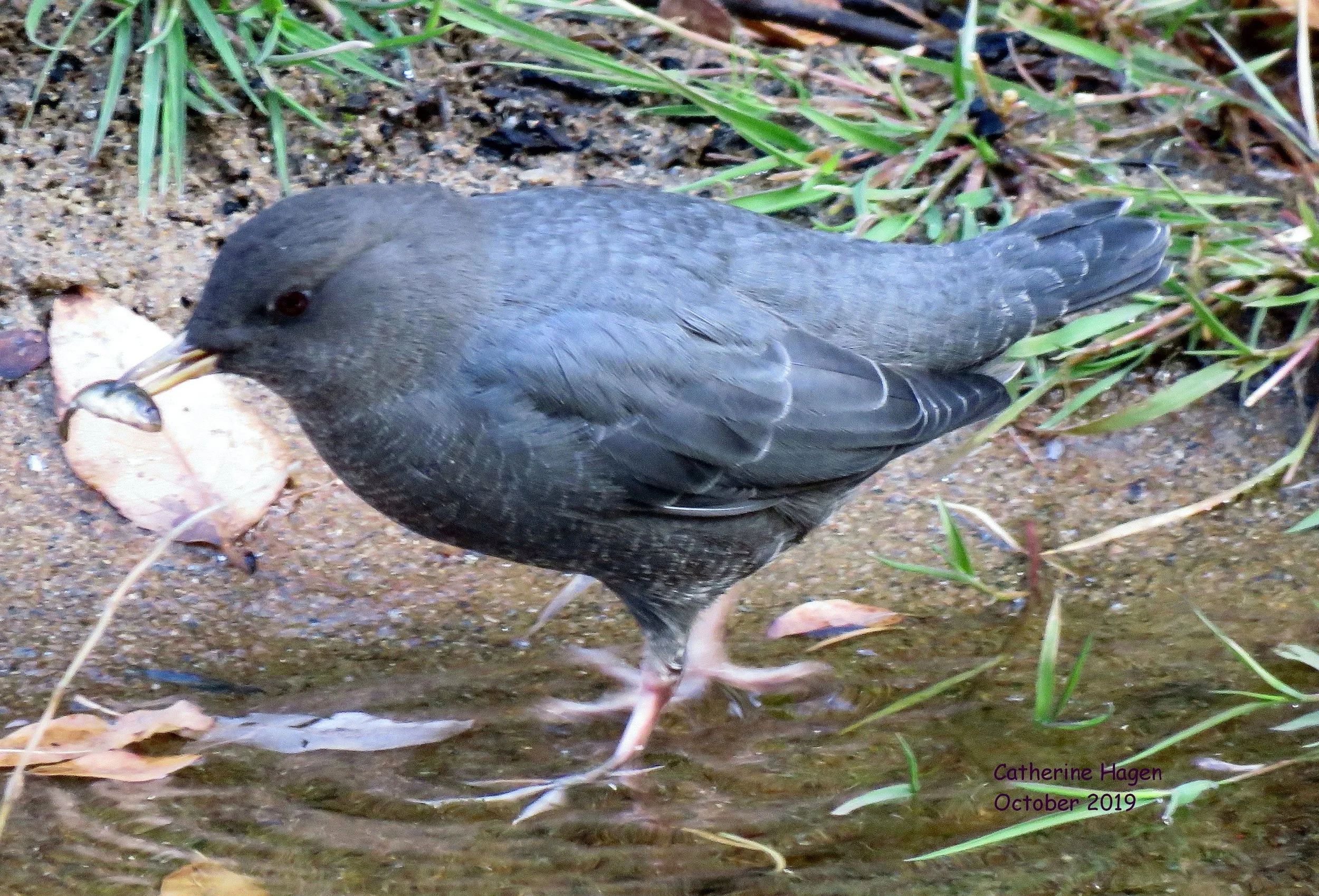 Birding Tips & Tools — The Roaring Fork Audubon