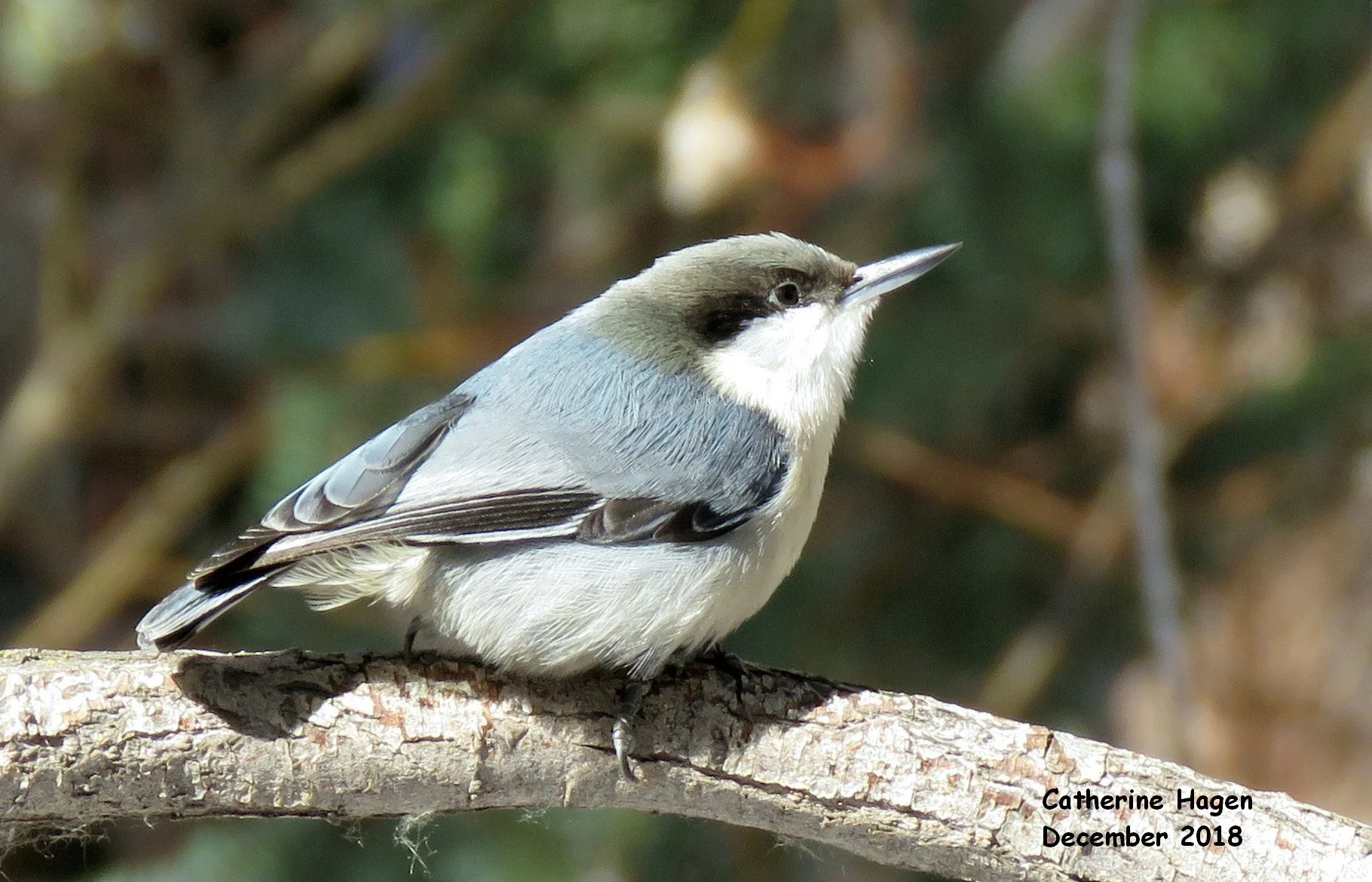 Birding Tips & Tools — The Roaring Fork Audubon