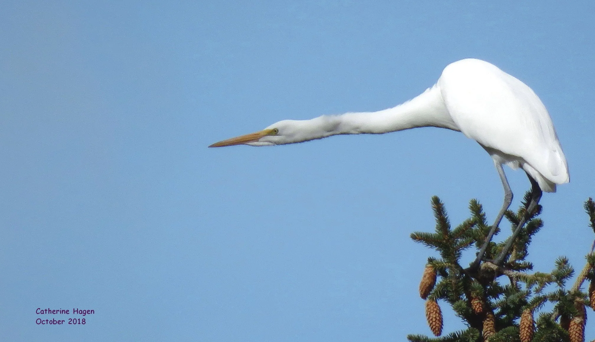 Birding Tips & Tools — The Roaring Fork Audubon