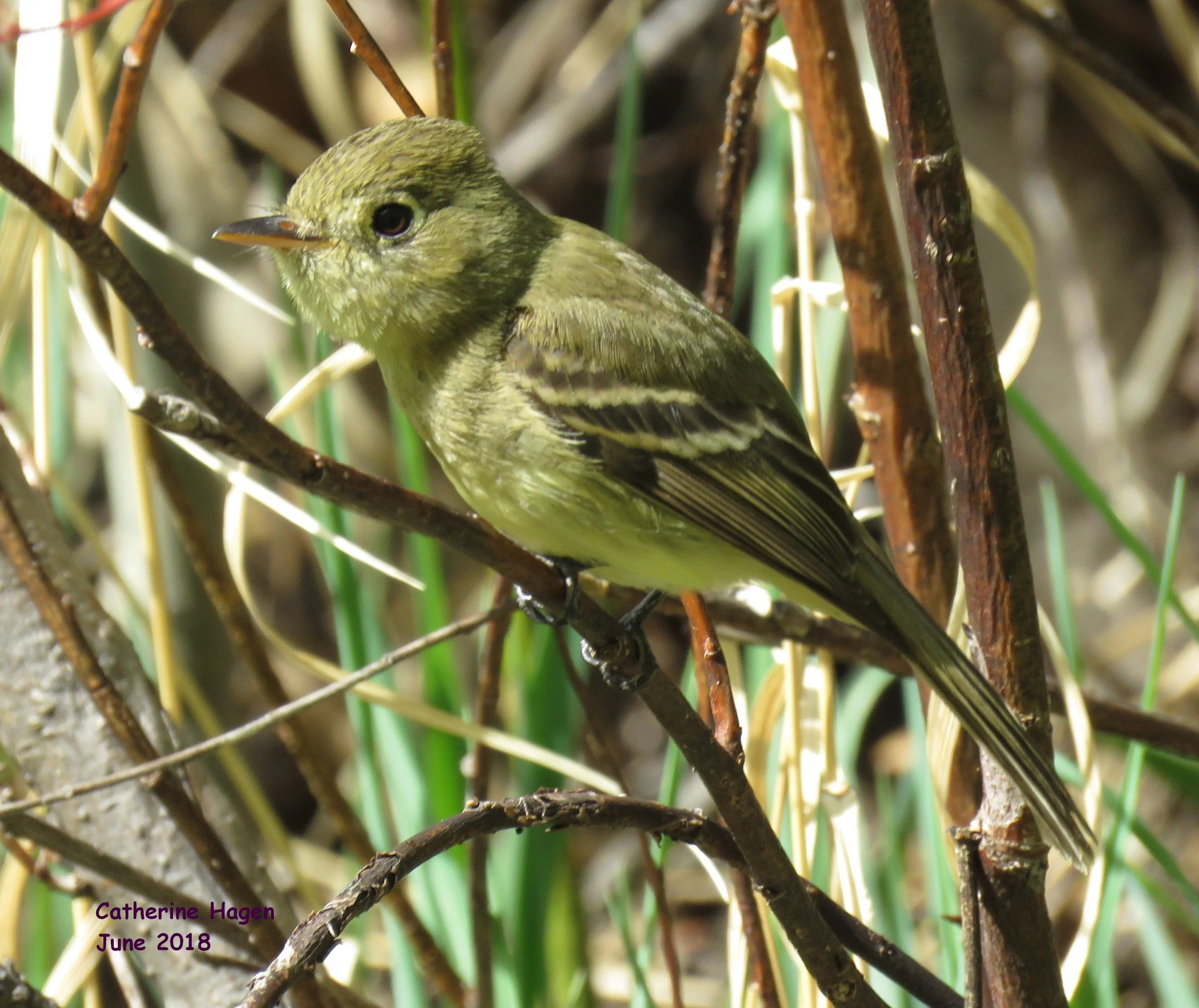 Birding Tips & Tools — The Roaring Fork Audubon