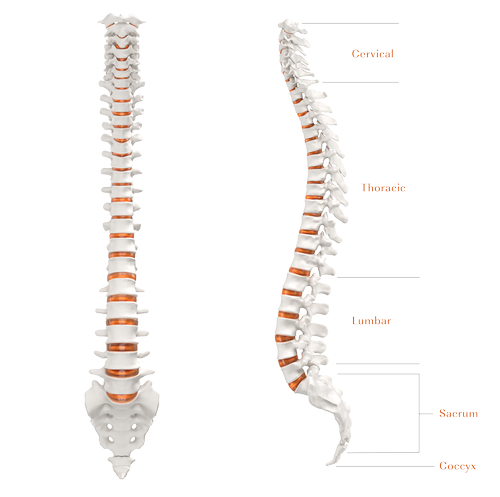 Learn The Basics of Spinal Anatomy — Camber Spine Med Tech