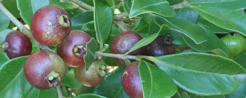 Guava - Cherry — Incredible Edibles - NZ’s Edible Plant Specialists