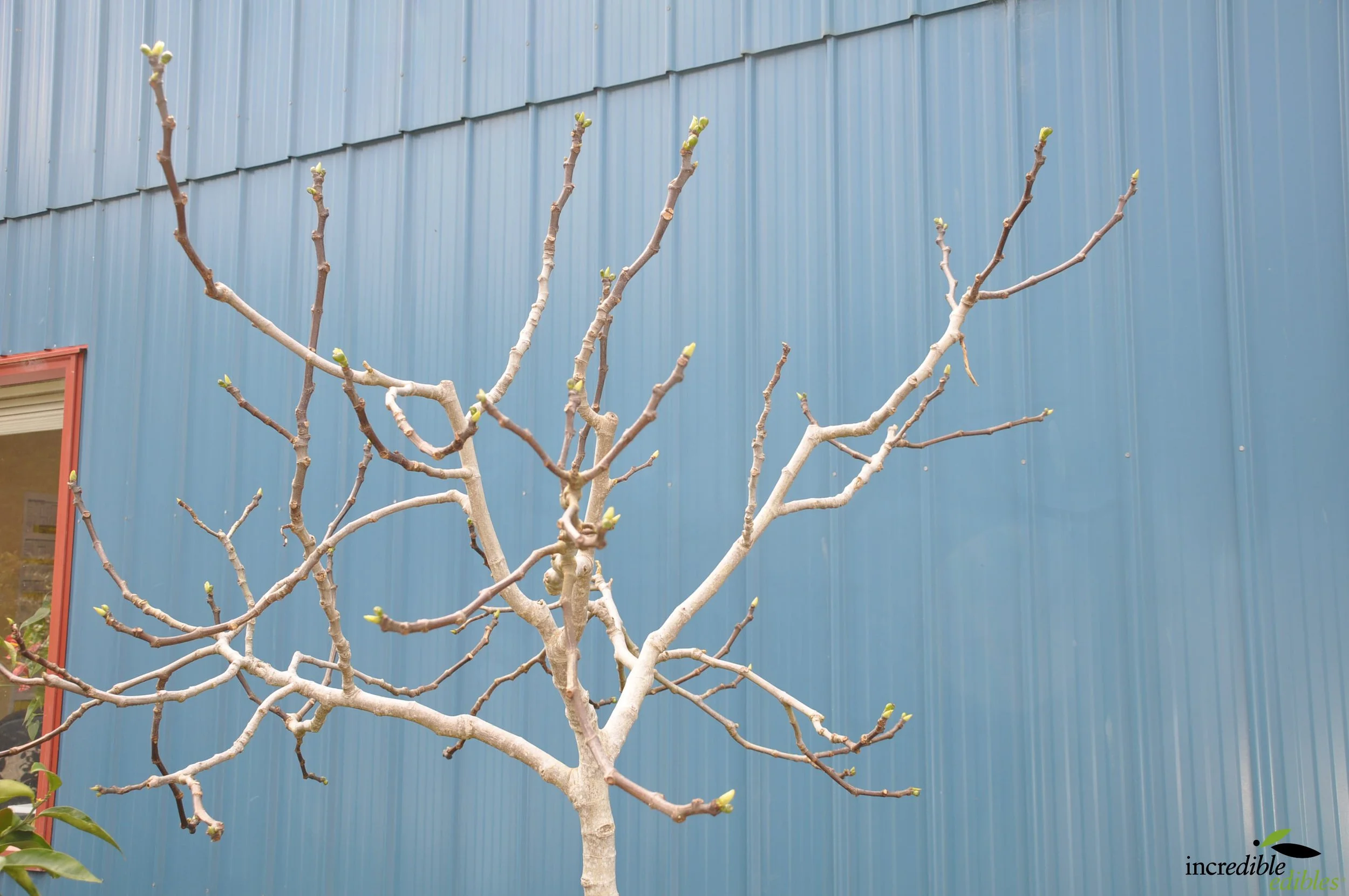 Pruning your Fig — Incredible Edibles - NZ’s Edible Plant Specialists