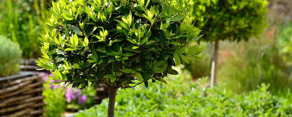 Bay Trees — Incredible Edibles - NZ’s Edible Plant Specialists