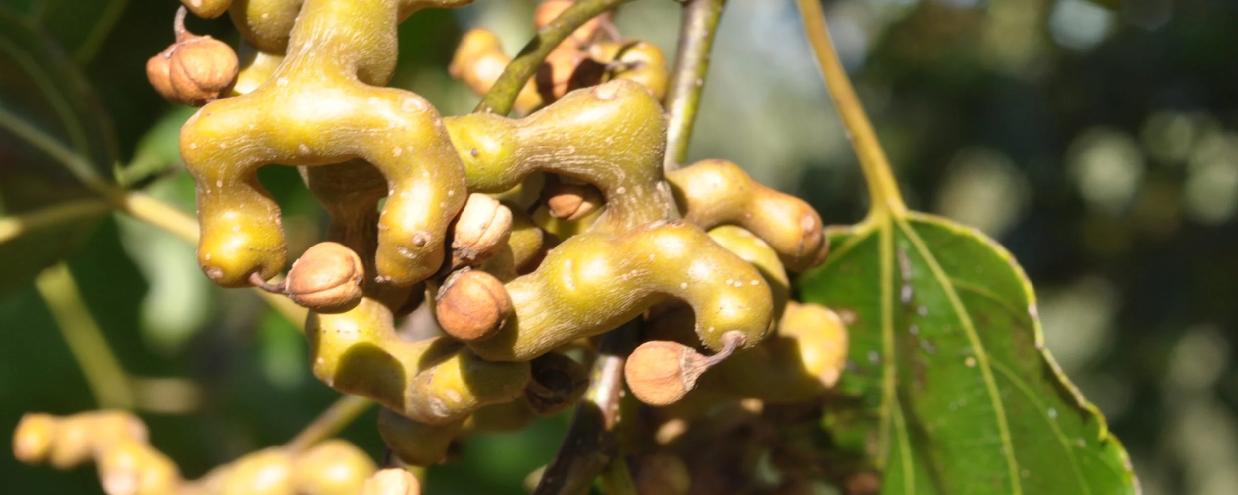Japanese Raisin Tree — Incredible Edibles - NZ’s Edible Plant Specialists