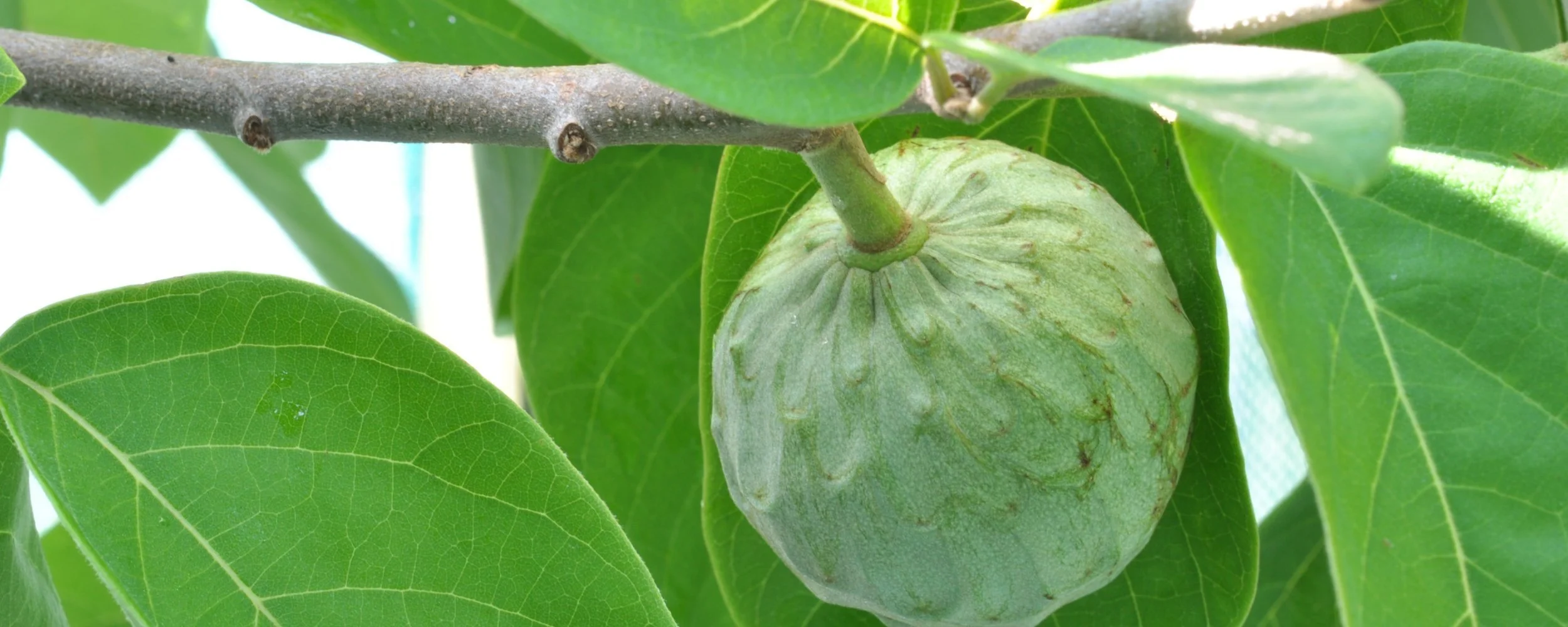 Cherimoyas — Incredible Edibles - NZ’s Edible Plant Specialists