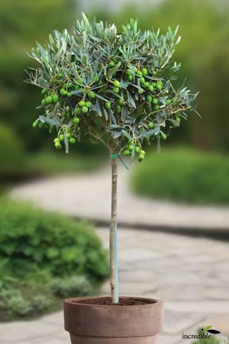 All about Olives — Incredible Edibles - NZ’s Edible Plant Specialists