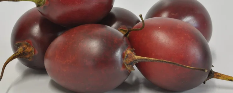 Tamarillos — Incredible Edibles - NZ’s Edible Plant Specialists