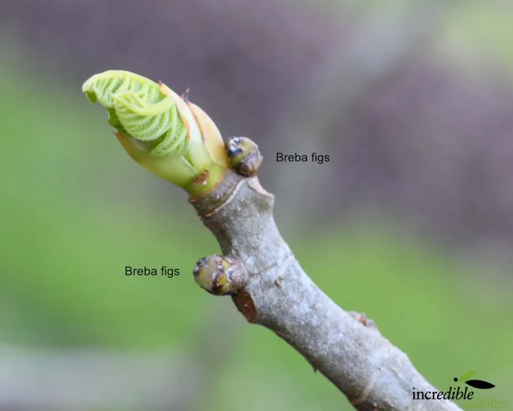 Pruning your Fig — Incredible Edibles - NZ’s Edible Plant Specialists
