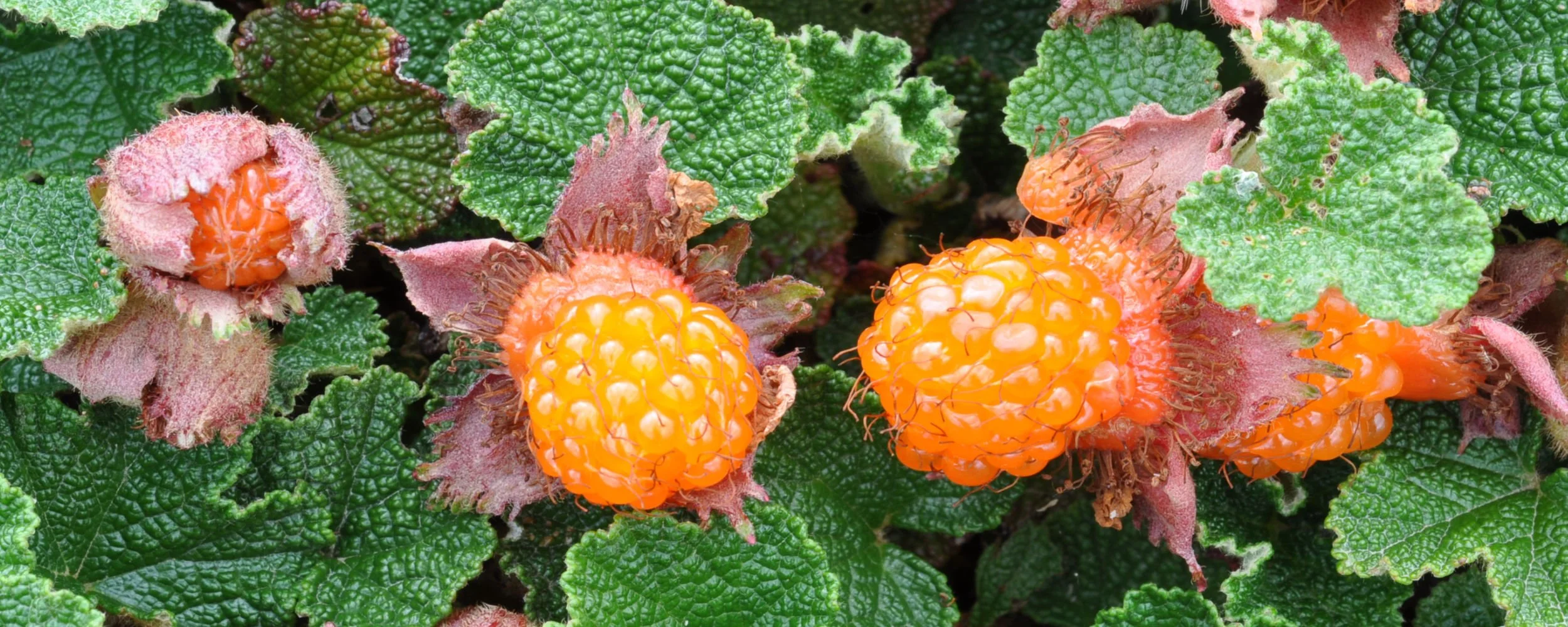 Orangeberry — Incredible Edibles - NZ’s Edible Plant Specialists