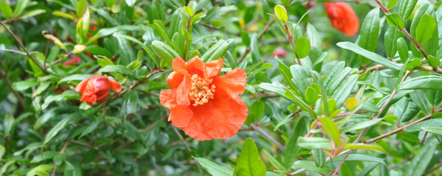 Pomegranates — Incredible Edibles - NZ’s Edible Plant Specialists