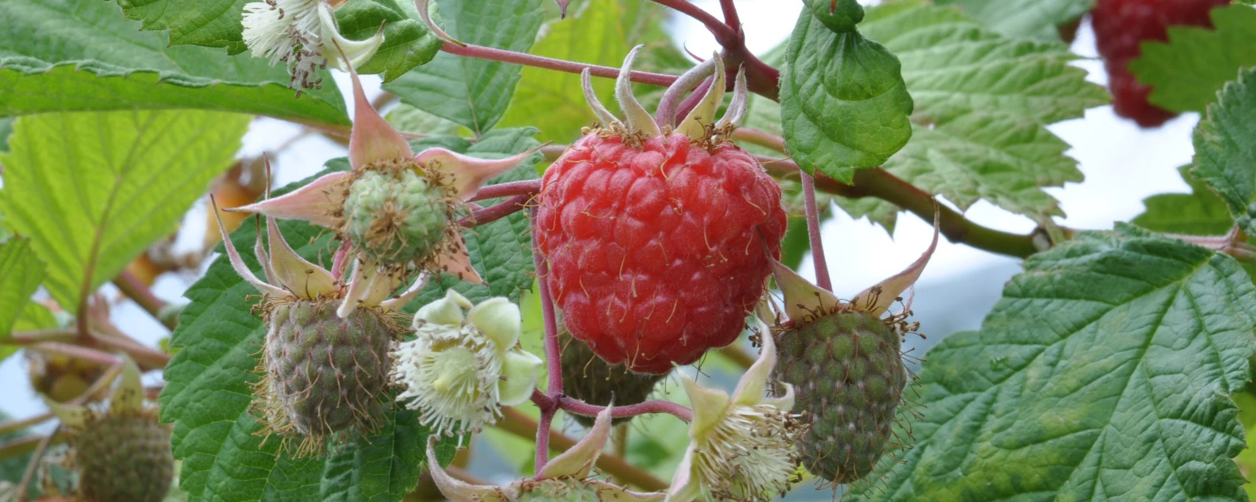 Raspberries — Incredible Edibles - NZ’s Edible Plant Specialists