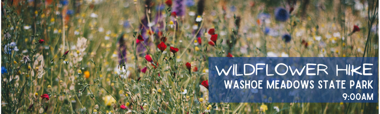 Wildflower Hike — Sierra State Parks Foundation