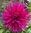 The Dahlia Dell, Dahlia Society of California