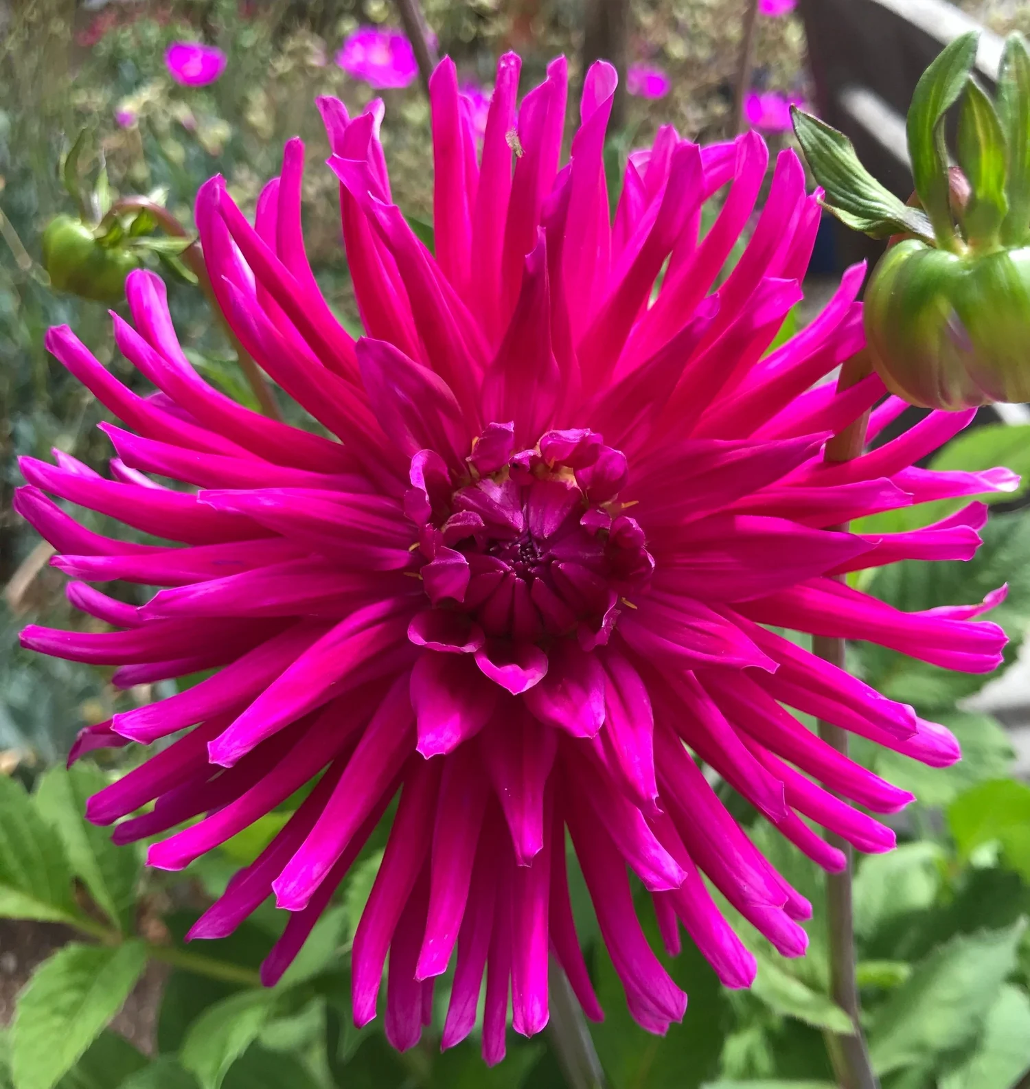 The Dahlia Dell, Dahlia Society of California