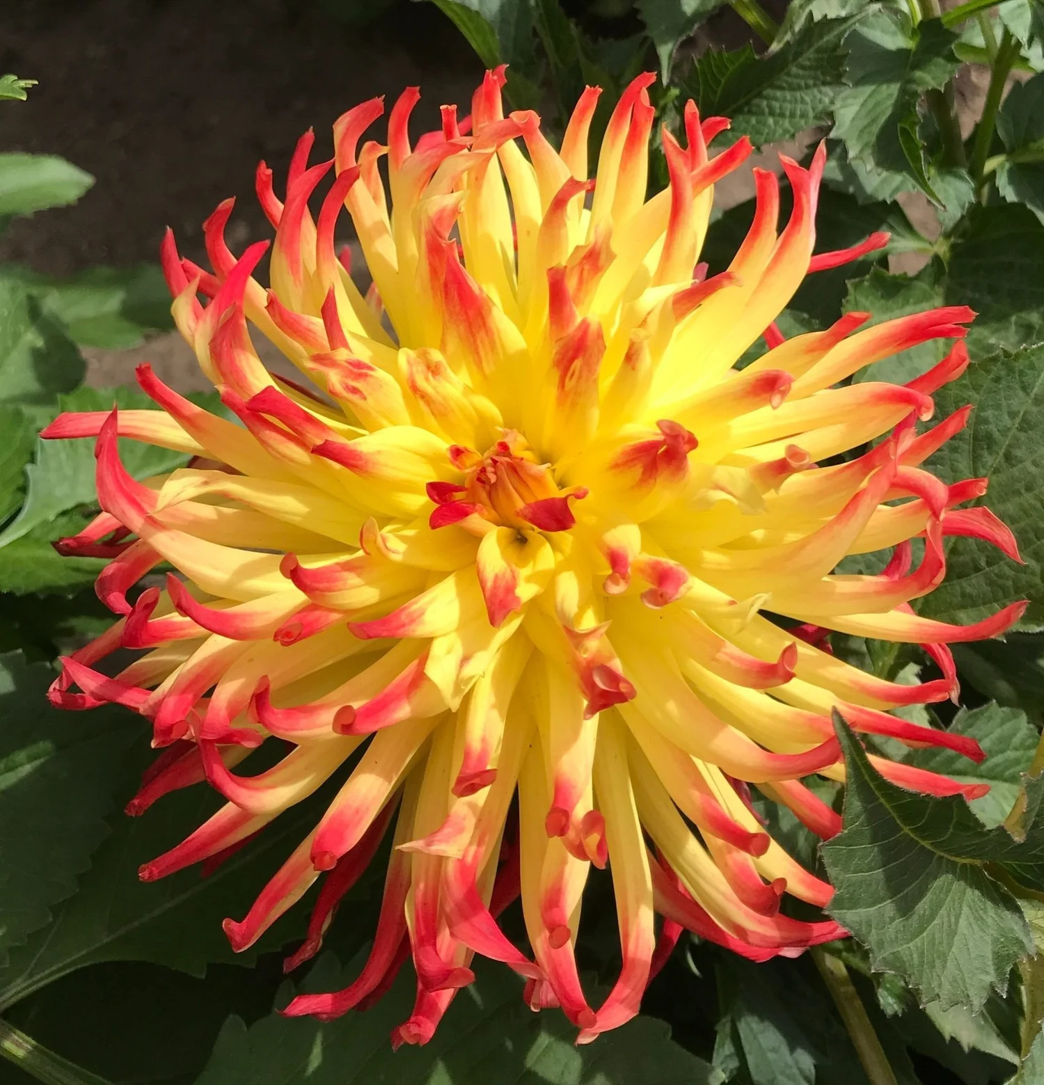 The Dahlia Dell, Dahlia Society of California