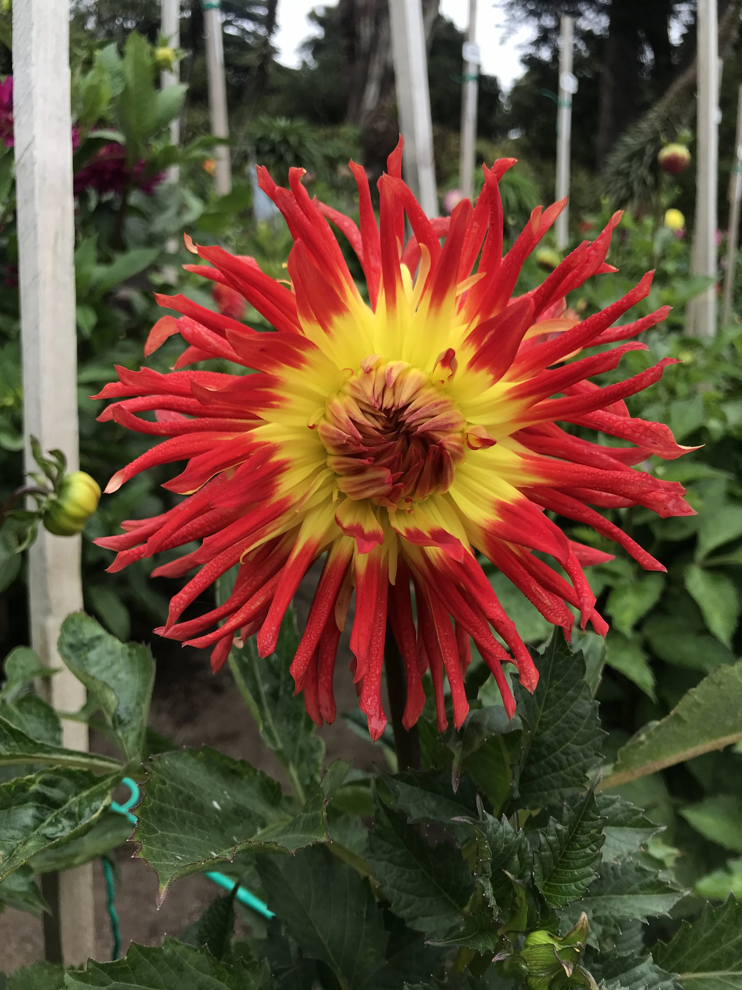 Photos, newspaper, magazine, blog features about the Dell — The Dahlia ...