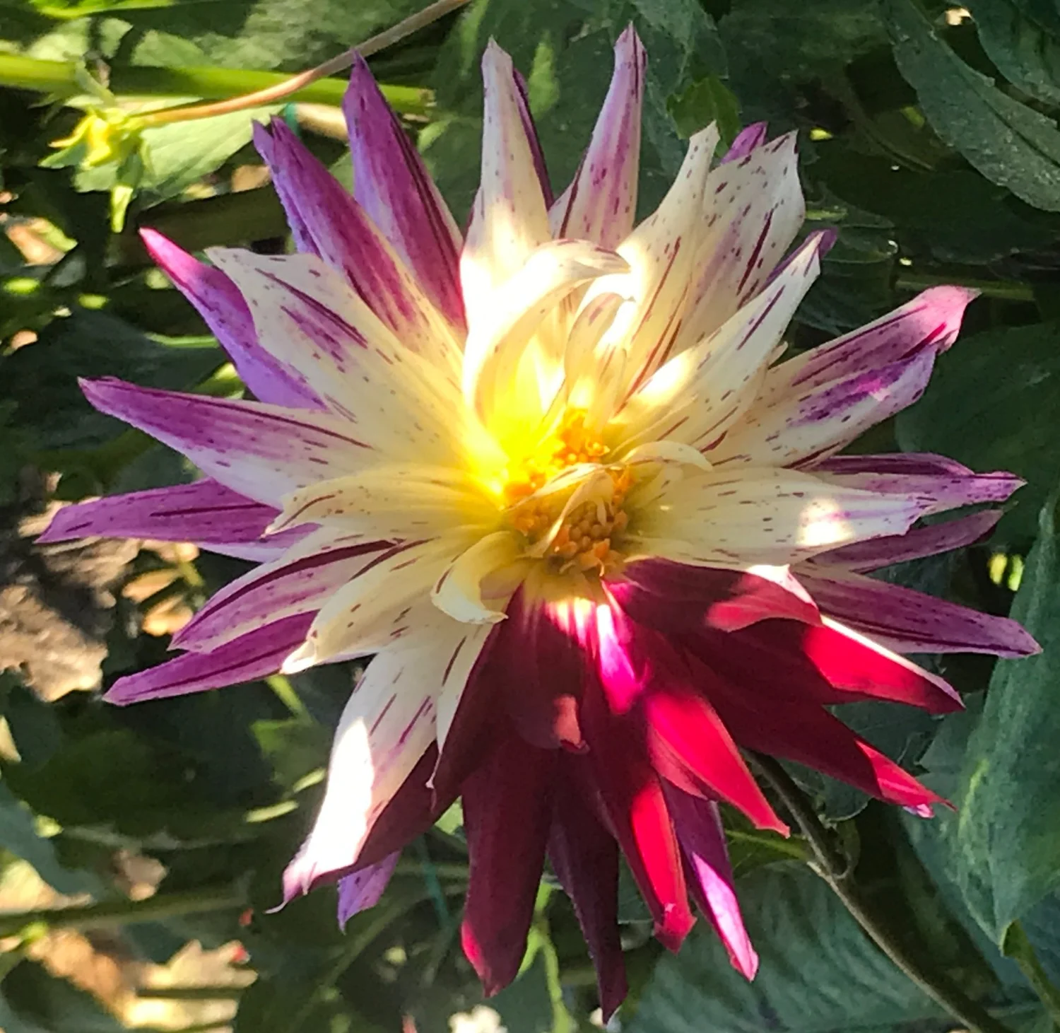 The Dahlia Dell, Dahlia Society of California