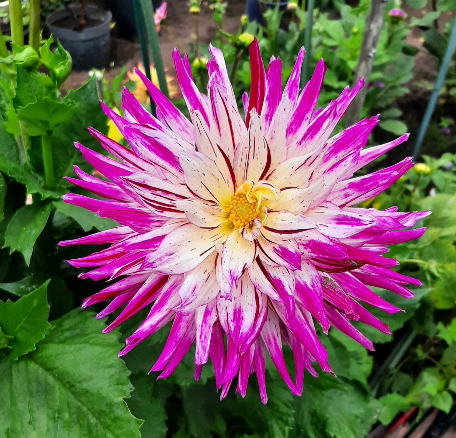 Team 1 — The Dahlia Dell, Dahlia Society of California