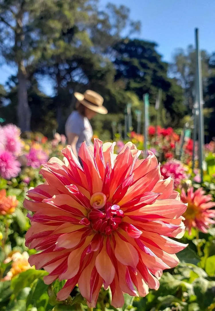 What is the Dahlia Dell? — The Dahlia Dell, Dahlia Society of California