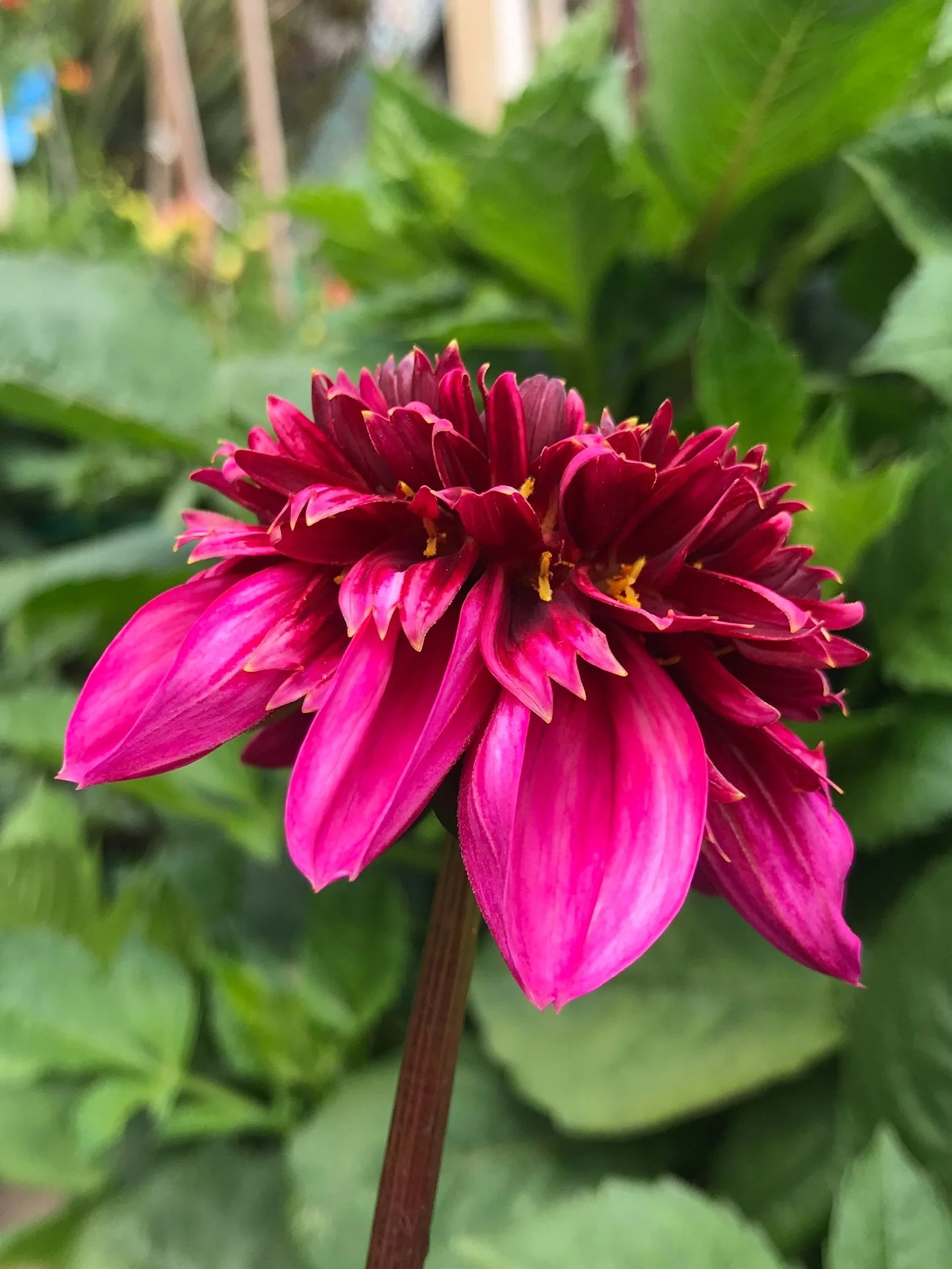The Dahlia Dell, Dahlia Society of California