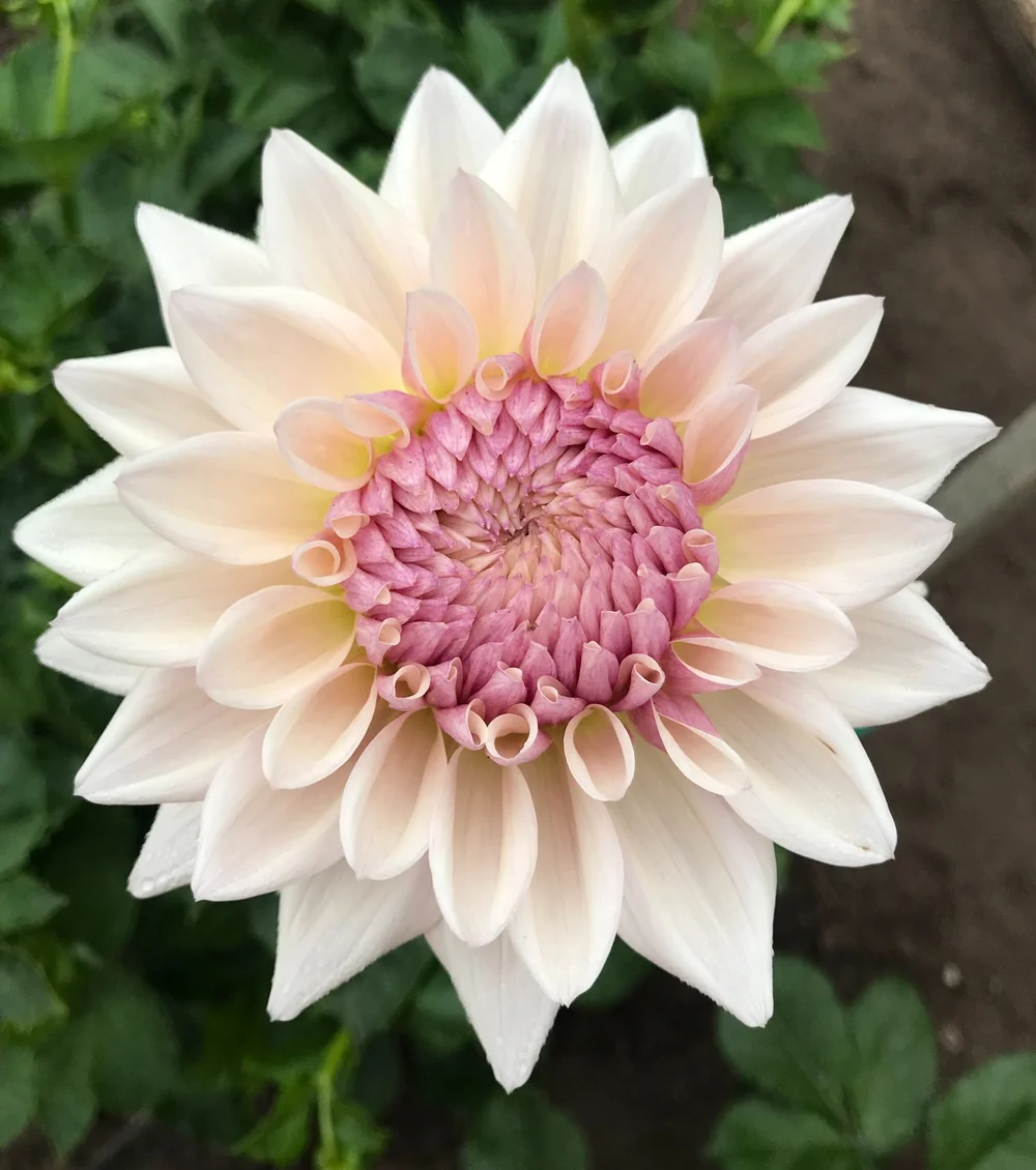 The Dahlia Dell, Dahlia Society of California
