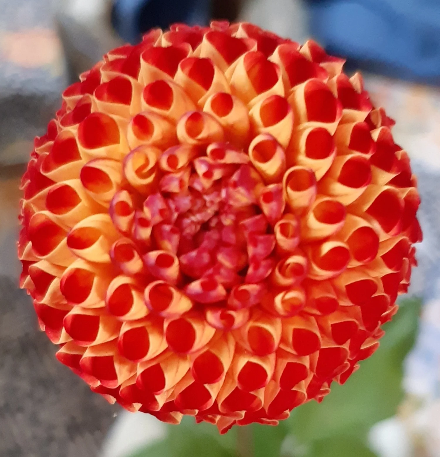 The Dahlia Dell, Dahlia Society of California