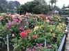 The Dahlia Dell, Dahlia Society of California